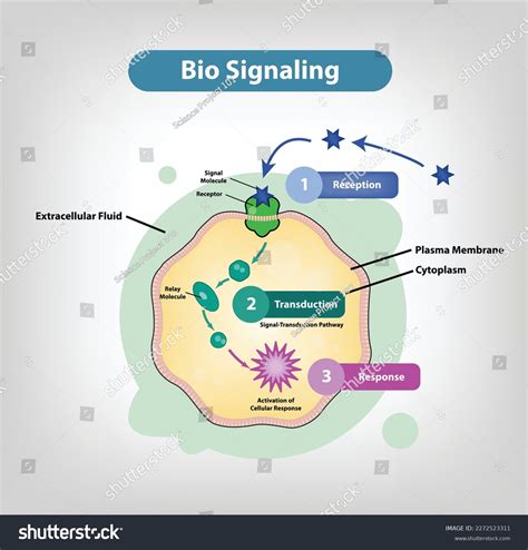 Signal Transduction Pathway Diagram
