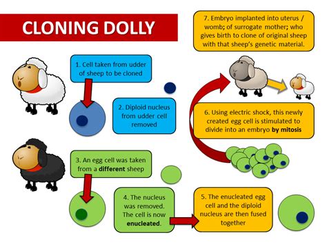 The Complete Edexcel Igcse Biology Resource Pack An Entire Set Of Lessons For The Whole Course