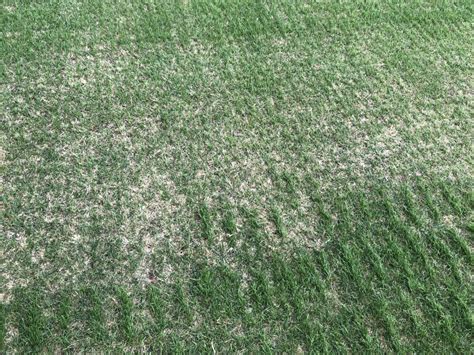 Franck Nicolas Référent Pelouse De Las Monaco Présente Lintégration