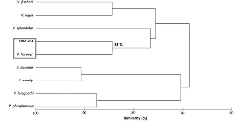 Simplified Dendrogram Based On The S Sm Coefficient And Upgma