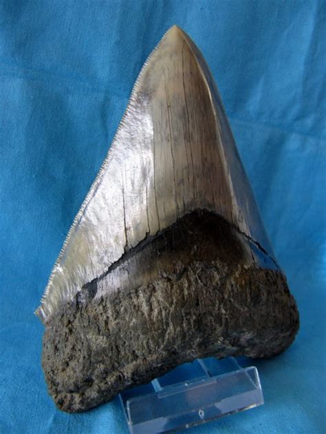 Dromerige Megalodon Tand 12 2×9 2×2 9 Cm Catawiki