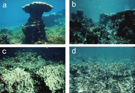 A Typical Coral Reef Framework Structure Where Greatest Reef Download Scientific Diagram