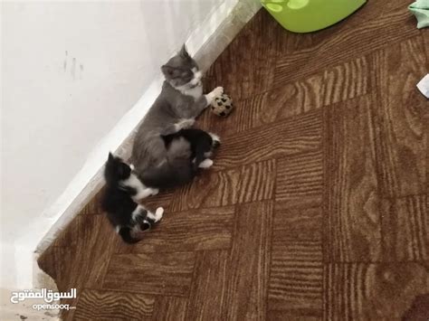 قطه معها ثلاثة صغار لون واحد ابيض واسود عمر شهر وعشرة ايام عمر الام 9
