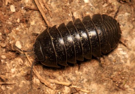 Armadillidium Sordidum Crustacea Isopoda Armadillidiidae