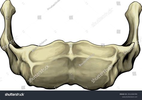 Hyoid Bone Ventral View Vector Based Stock Vector Royalty Free 2511504785 Shutterstock