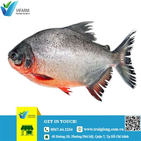 Cá Chim Giống Bình Đại