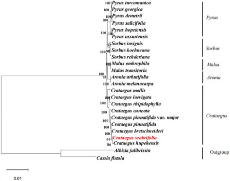 The Best Maximum Likelihood Ml Phylogenetic Tree Reconstructed By