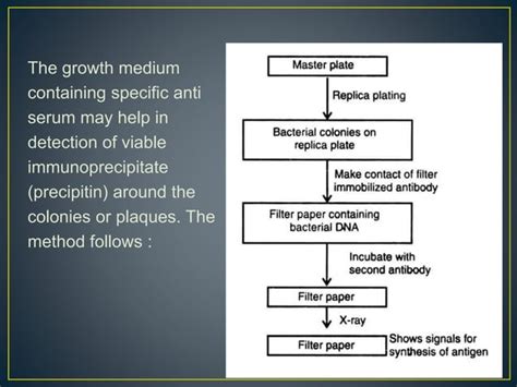 Selection And Screening Of Recombinant Cells And Expression Of Recombinant