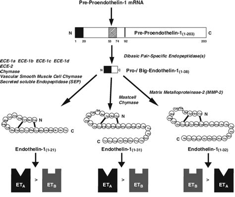 1 Biosynthetic Pathways Of Endothelin Peptides Et 1 121 Et 131