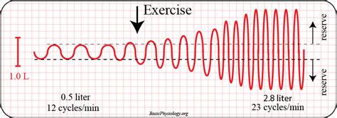 Respphys3 Tidal Volume Part 3 Of 8 Youtube