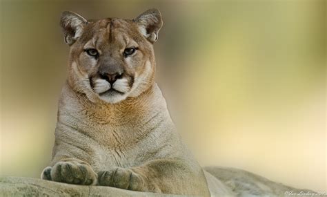 Puma Hd Wallpapers