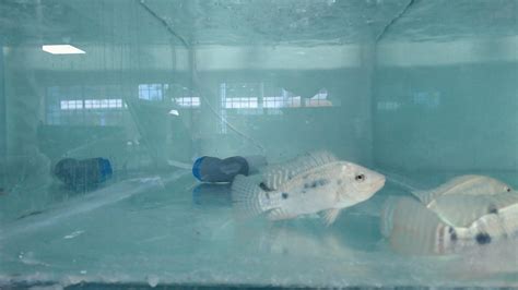 Laboratorio Object Detection Dataset By Ia Peces