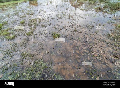 Jonc Epars Fotos Und Bildmaterial In Hoher Auflösung Alamy
