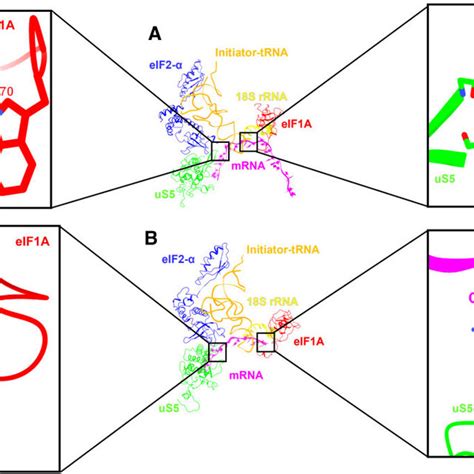 Depiction Of Mrna With Interacting Partners On The 48s Pic In Closed Download Scientific