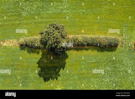 Overhead Shot Of A Tree In A Field Stock Photo Alamy