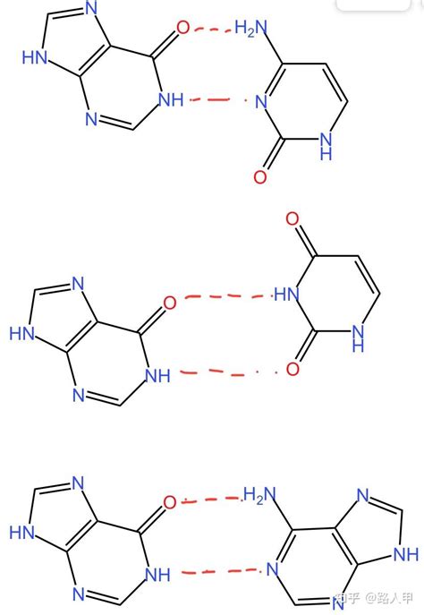 进化论的化学基础：trna碱基配对的摆动学说 知乎