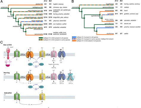 Figure 1 From Reconstruction Of The Birth Of A Male Sex Chromosome