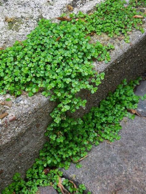 Best 13 11 Perennial Ground Cover Plants Artofit