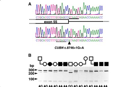 A Dna Sequencing Electrophoretograms Of The Cubn Exon 55intron 55 Download Scientific Diagram