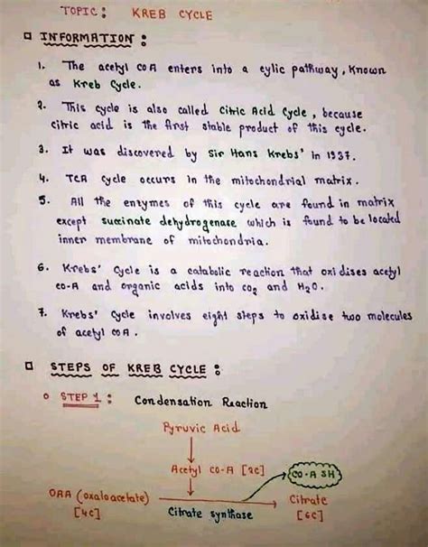SOLUTION Krebs Cycle Notes Studypool