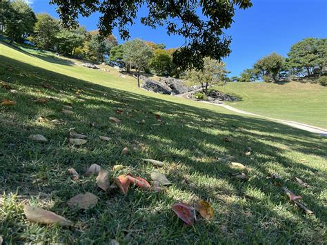 잔디밭에 감나무가 익어가는 계절 월명동 자연성전 정명석 목사 Jms 월명동 기독교복음선교회