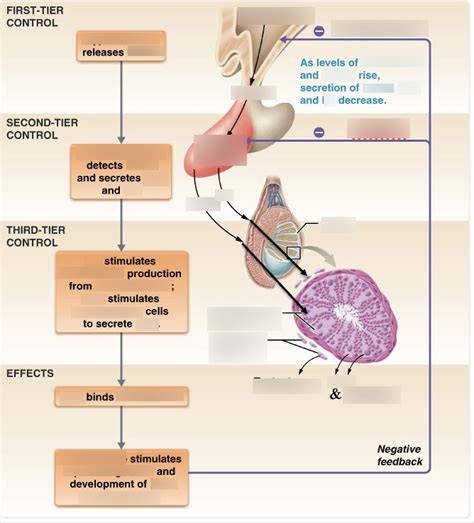 Exam 5 Hypothalamic Pituitary Male Gonadal Axis Diagram Diagram