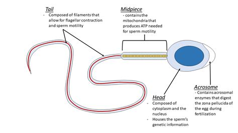 Draw A Sperm Below And Identify The Acrosome Head Midpiec Quizlet