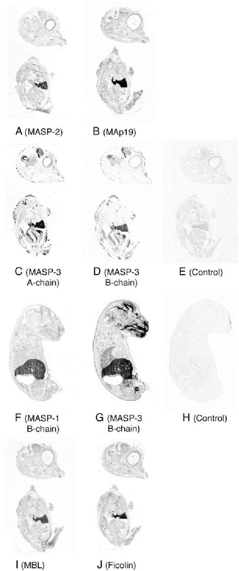 Figure 4 From Composition Of The Lectin Pathway Of Complement In Gallus Gallus Absence Of
