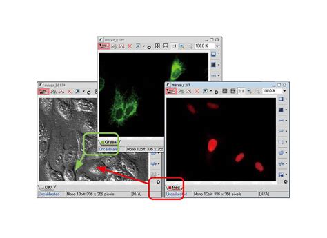 Nis Elements Imaging Software Eclipse Ni Series Upright Microscopes