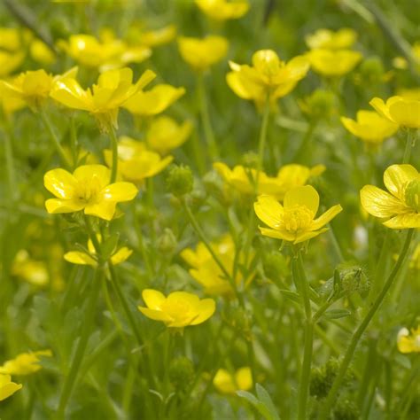 How To Identify Hairy Buttercup Ranunculus Sardous