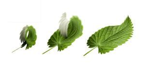 Animate Growing Leaves In Blender Geometry Nodes BlenderNation