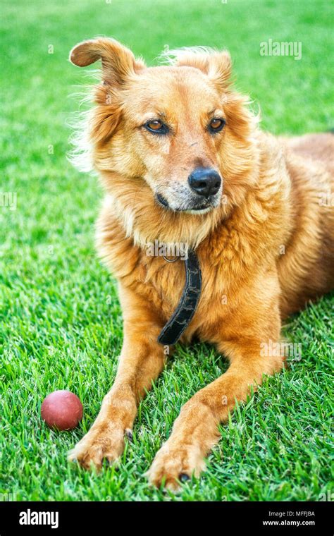 Chien Canis Lupus Familiaris Banque Dimage Et Photos Alamy