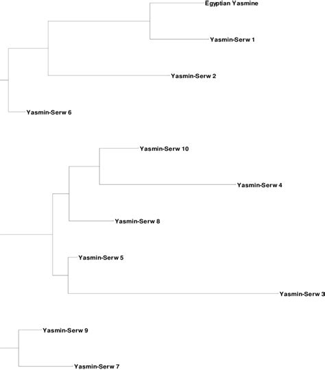 Dendrogram Displays The Molecular Relationship Among The Tested Genotypes Download Scientific