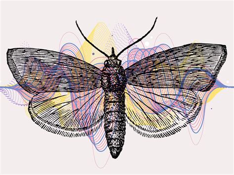 Will Moths Inspire A New Kind Of Microphone Ieee Spectrum