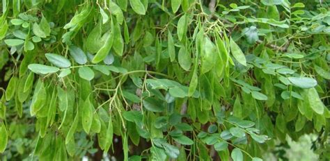 Dalbergia Melanoxylon Plantzafrica
