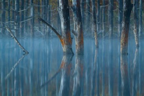 Leafless Tree On Body Of Water Photo WorthPin Photo Tree Abstract Floral Paintings Nature