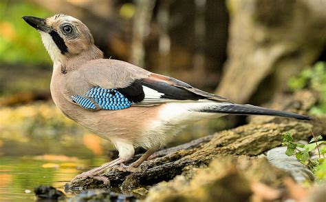 Corvid 19 Beautiful Birds Be Your Own Birder