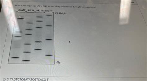 Solved What Is The Sequence Of The DNA Strand Being Chegg Com