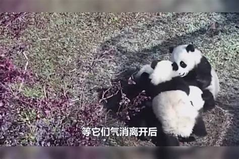 熊猫宝宝躲在墙角生气饲养员安慰不成反被打接下来忍住别笑 熊猫宝宝 墙角