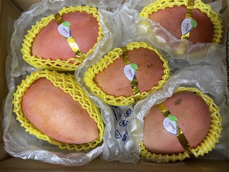 오늘과일 베트남 코끼리 피치 망고