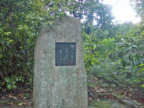 梛の実の 野口雨情 梛ナギ