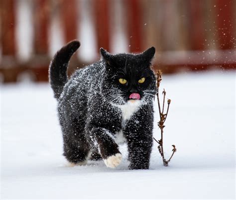 Winter живность зима Cats котэ прикольные картинки с кошками смешные картинки