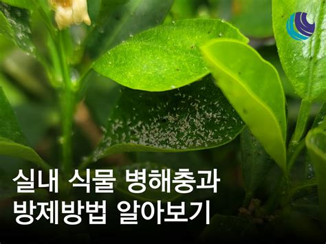﻿깍지벌레 총채벌레 진딧물 응애 실내식물 해충 방제방법 친환경 살충제 만드는 법 농사정보