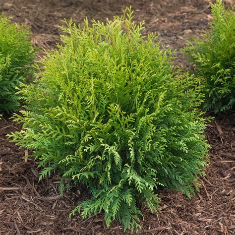 Woodward Globe Arborvitae Evergreen Shrubs At
