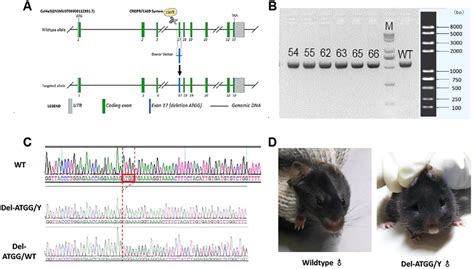 Targeting Strategy Genotyping And Clinical Appearance Of Del Atgg