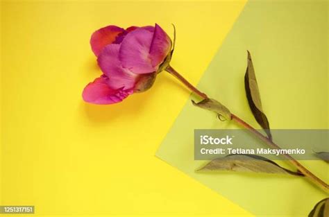 복사 공간이있는 노란색 배경에 분홍색 꽃 단일 개화 모란 플랫 평지 선택적 초점 공휴일에 대한 스톡 사진 및 기타 이미지 공휴일 꽃 나무 꽃 식물 Istock