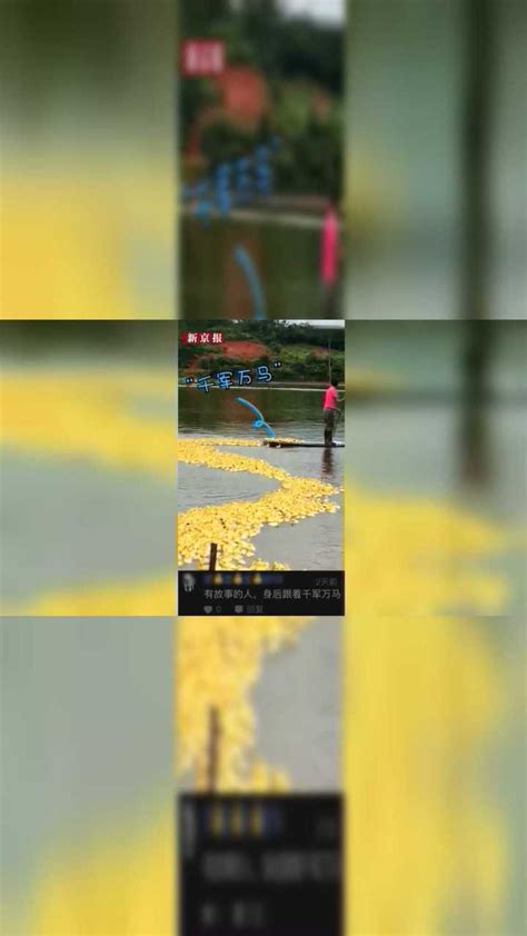 门前大桥下游过一群鸭 唱 萌翻 腾讯视频