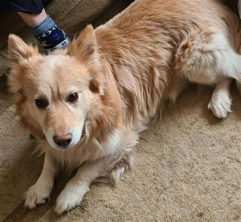 Pani zachorowała Szuka dla swojego pieska Frugo nowego dobrego domu