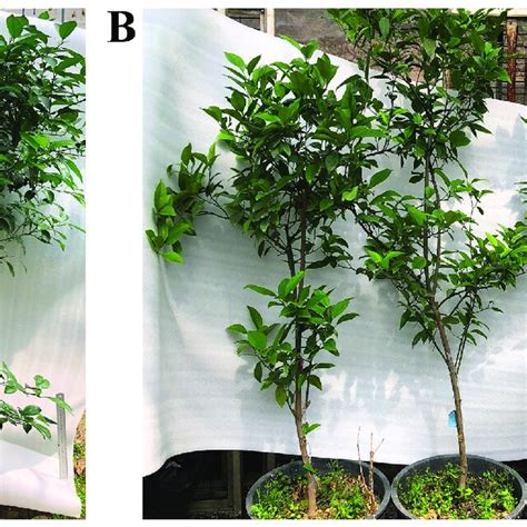Phenotypes Of Transgenic Plants After Four Years A Transgenic