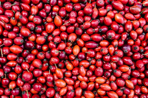 갓 수확 한 빨간 로즈힙 개 장미에서 신선한 베리를 배경으로 합니다 가게에서 상자에 장미 엉덩이 과일 텍스트의 여유 공간입니다